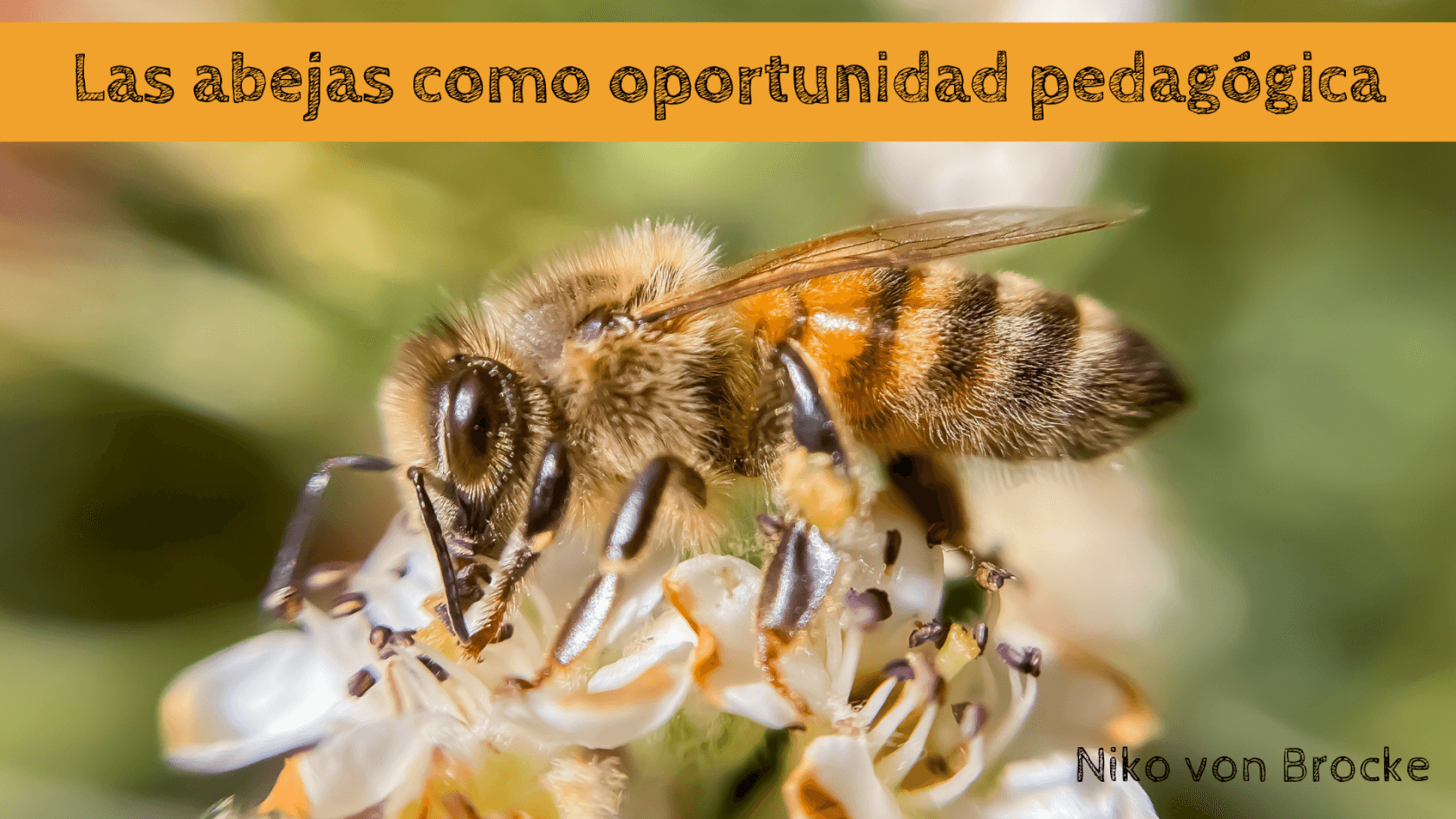 «Las abejas como oportunidad pedagógica» | Goethe-Schule